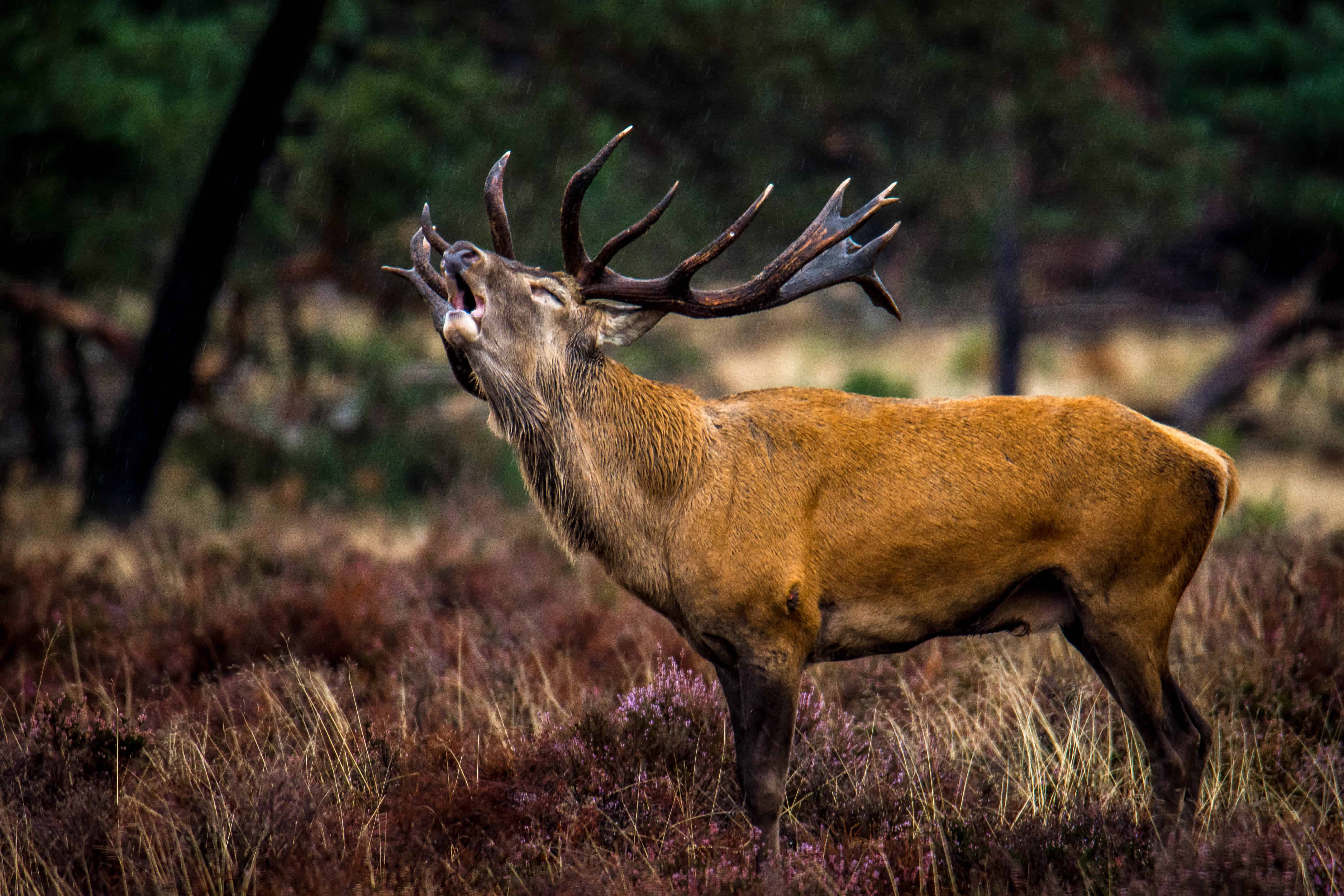 Oordeel: Burlend Edelhert Veluwe - Shoot