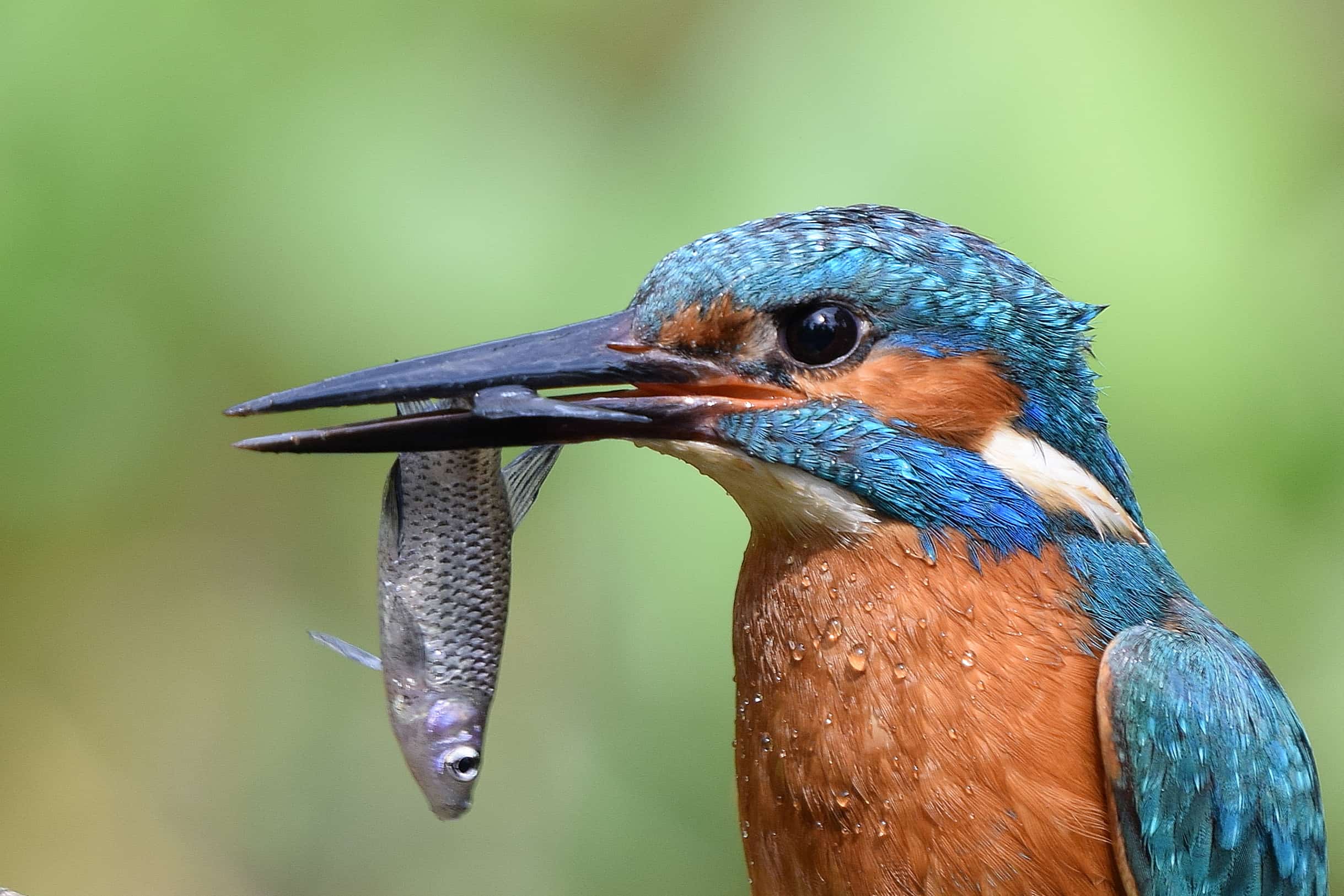Oordeel: IJsvogel - Shoot
