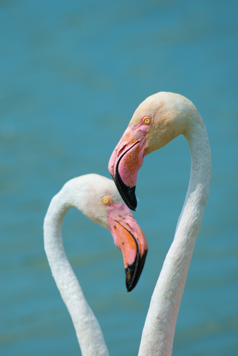 Flamingo's fotograferen: Hoe doe je het en waarom zijn ze roze? - Shoot